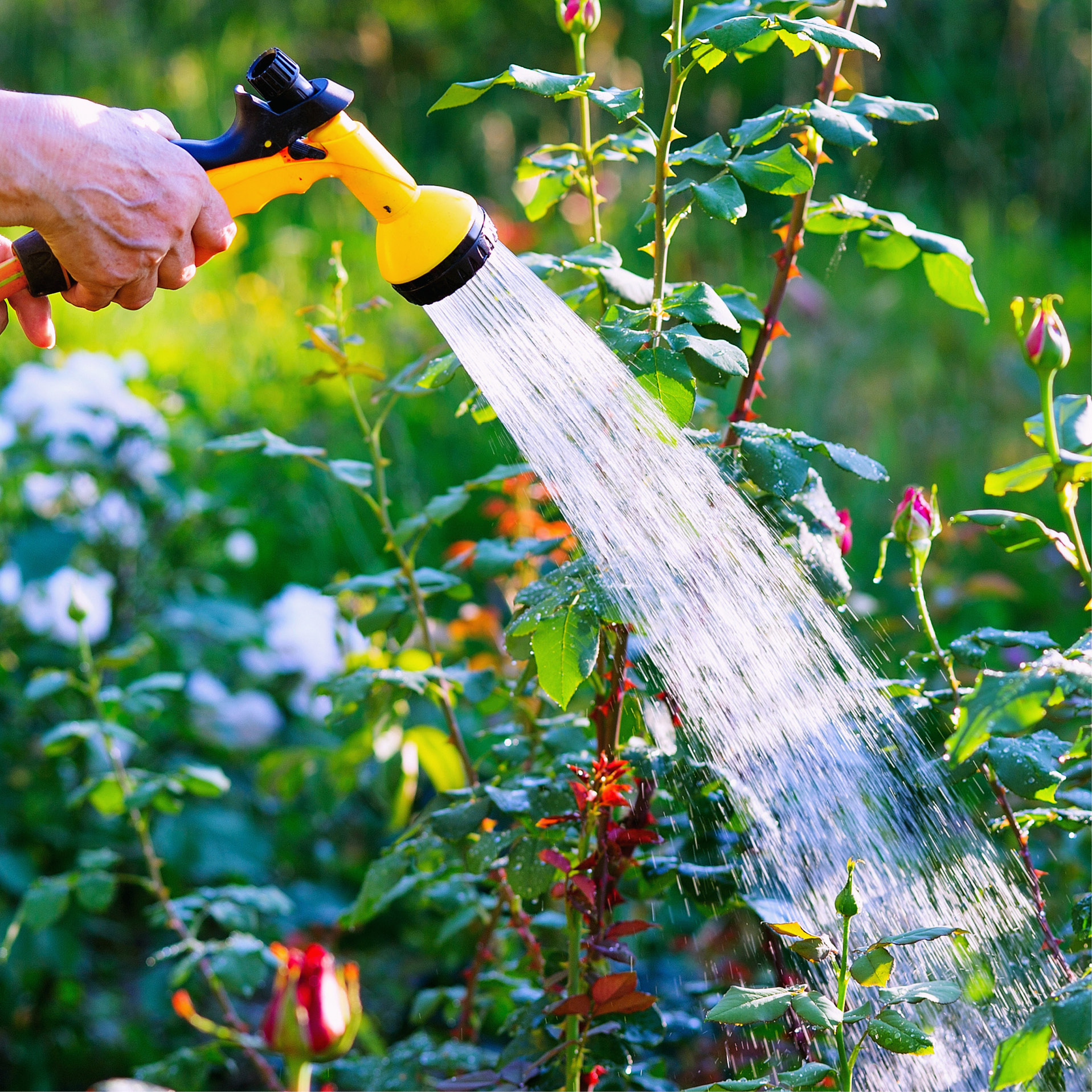 Water, Water, Water!