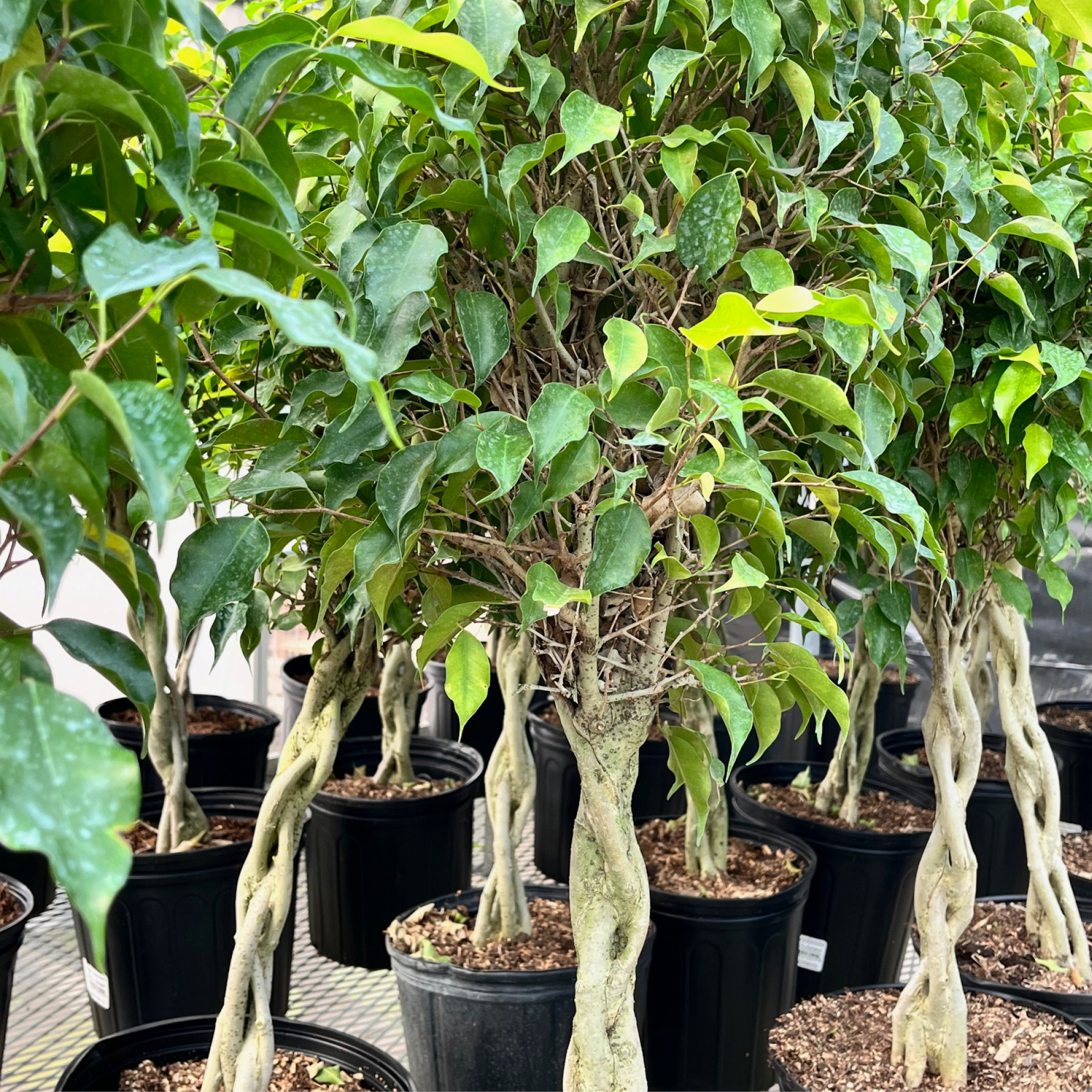 Transform your Space with Houseplants!