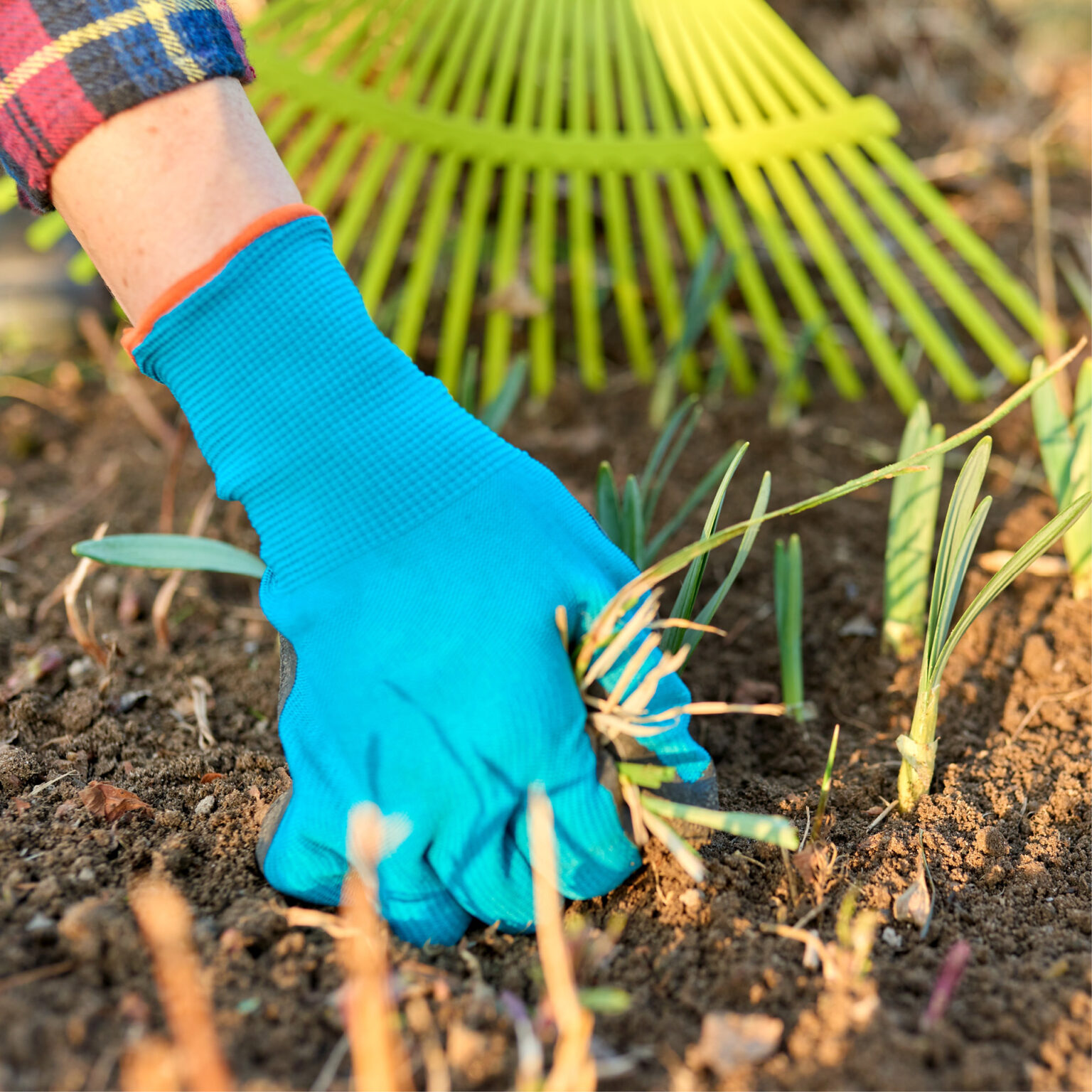 Dig Into Spring: What Your Garden Needs Now 🌱